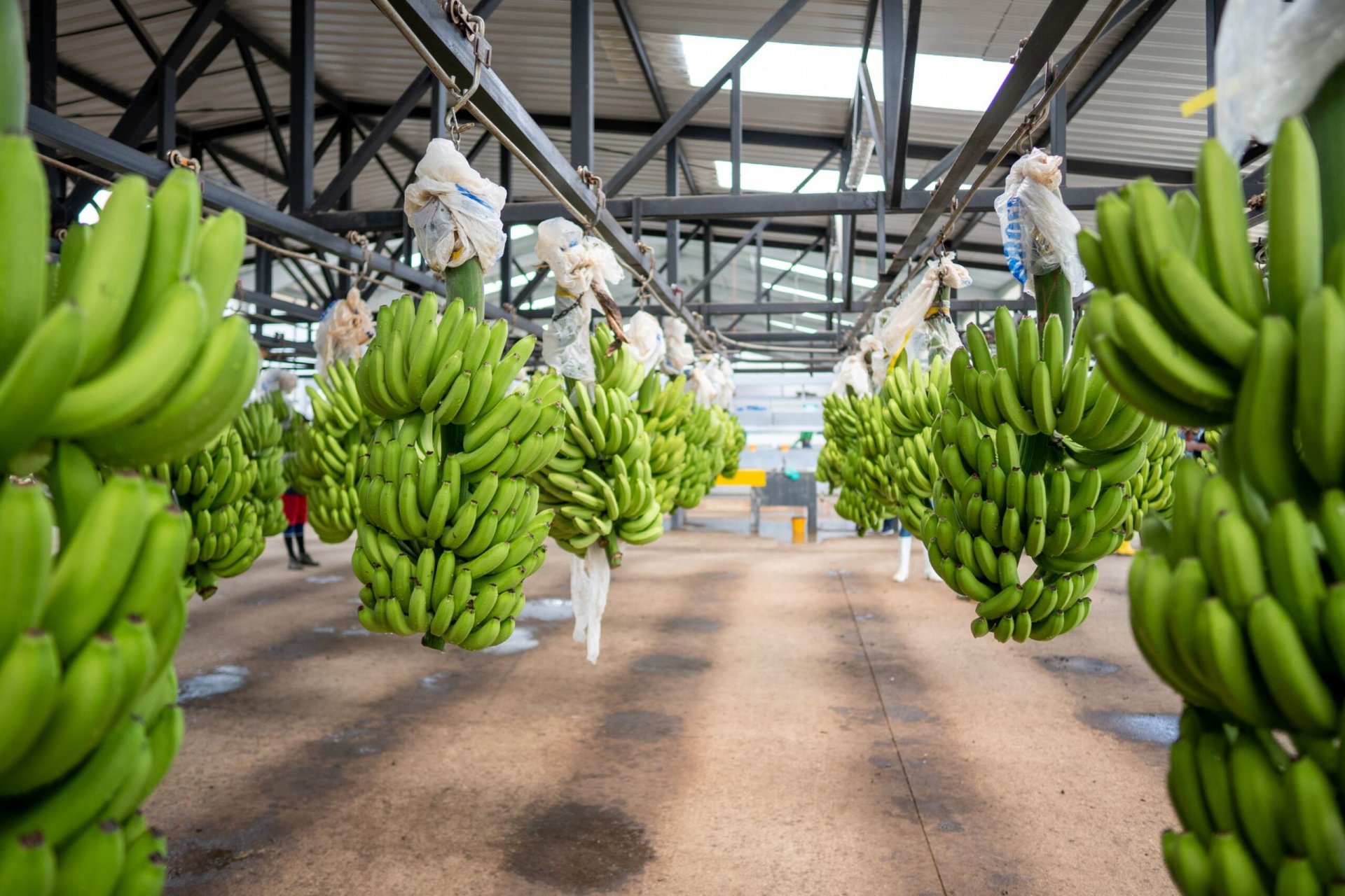 ¿Cómo les fue a las exportaciones de banano en el primer quimestre del ...