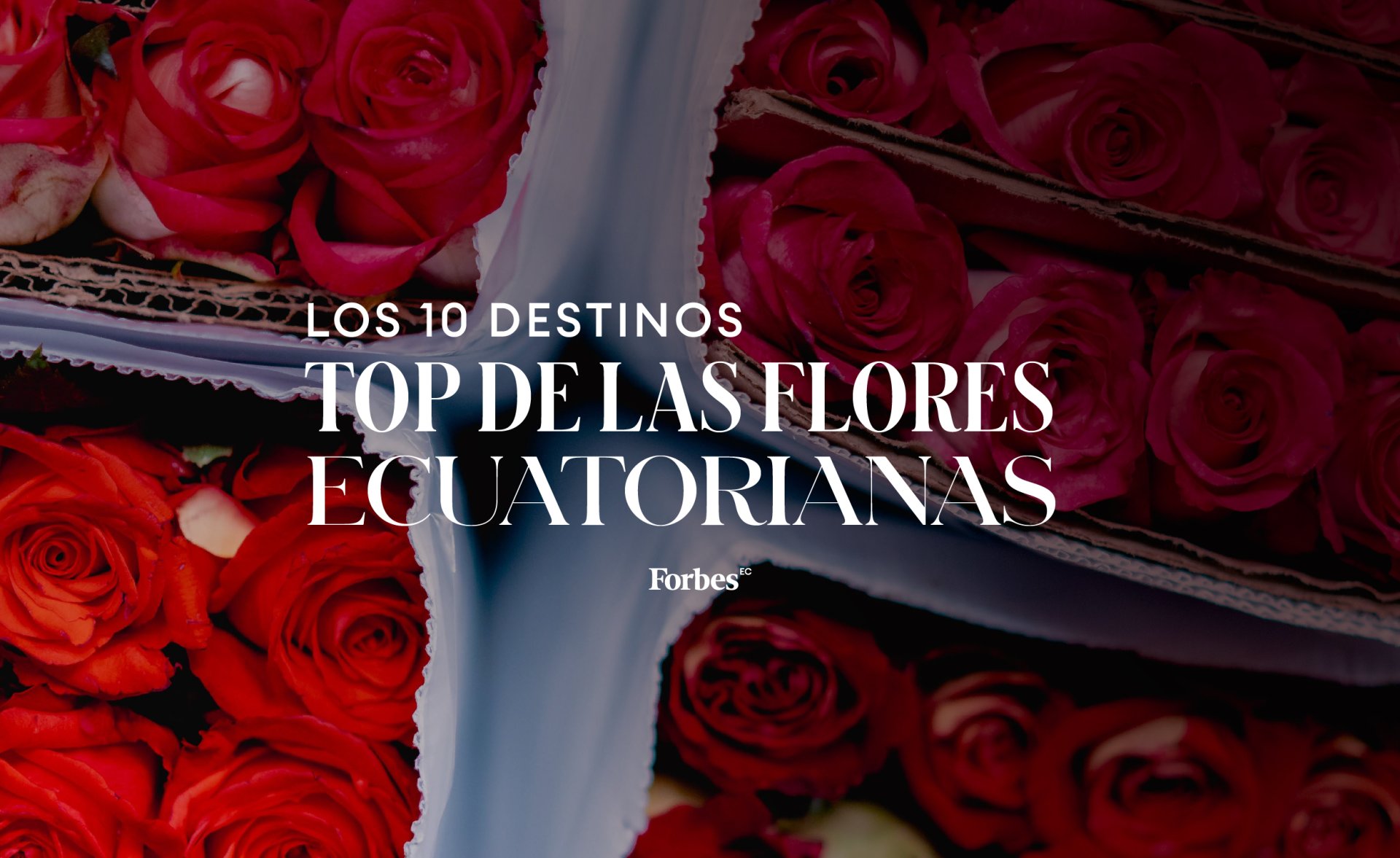 Los 10 destinos top de las flores ecuatorianas en 2023 - Forbes Ecuador