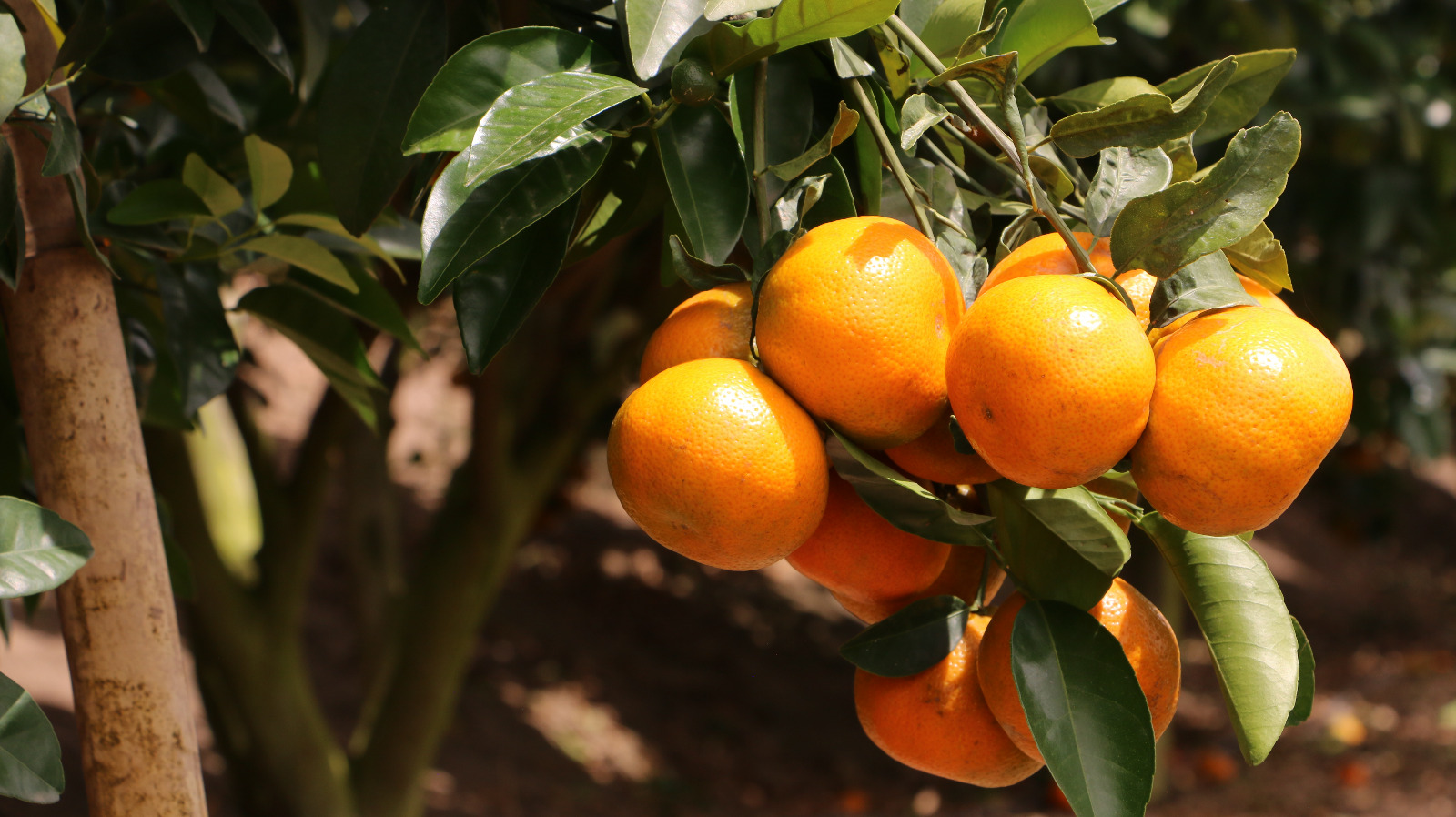 880 cajas de mandarinas Tango se embarcaron a EE.UU.; el costo promedio ...