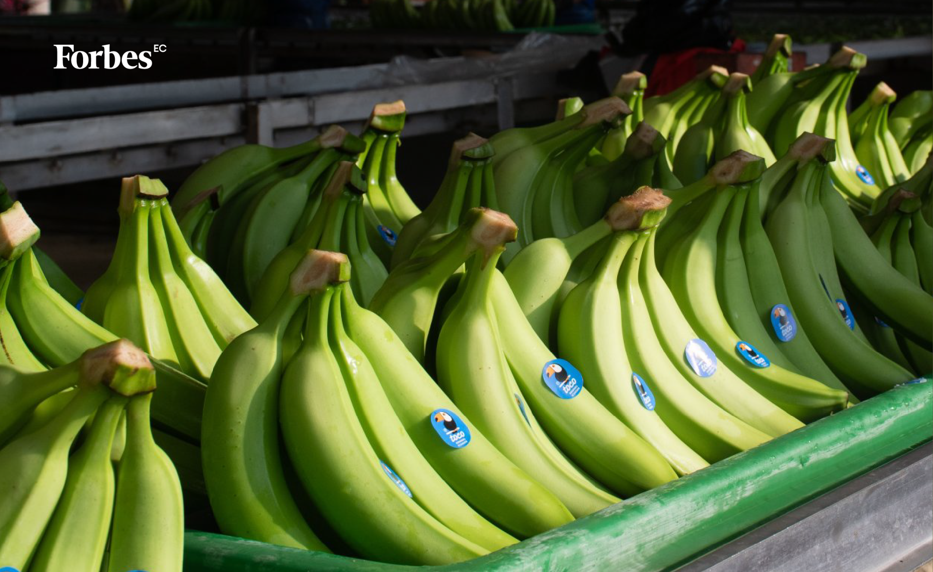 Exportaciones de banano ecuatoriano crecen 5,82% en 2025: Ubesa ...